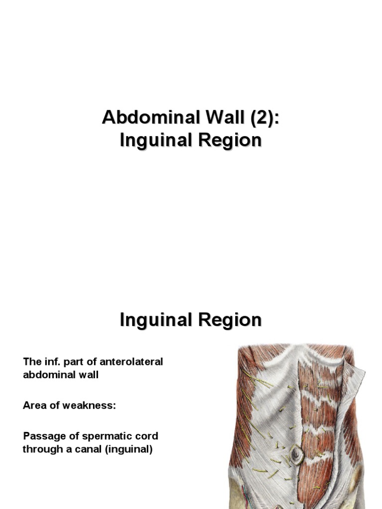 Anatomy, Lecture 9, Abdominal Wall | PDF | Anatomy | Human Anatomy