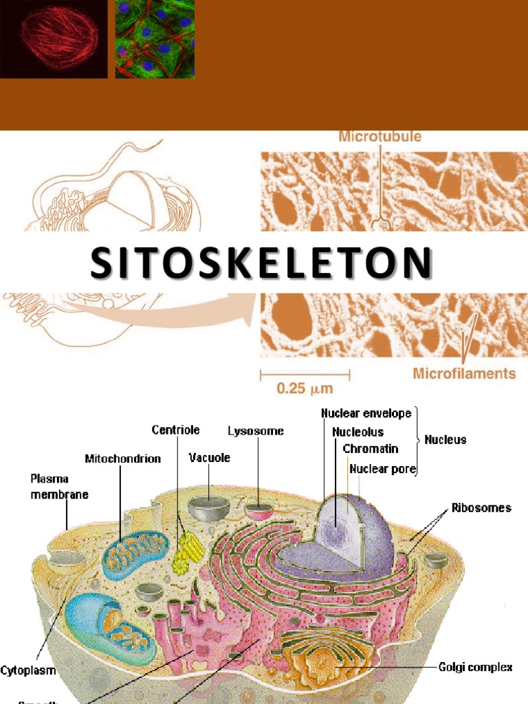Biologi Sel #6 Sitoskeleton | PDF