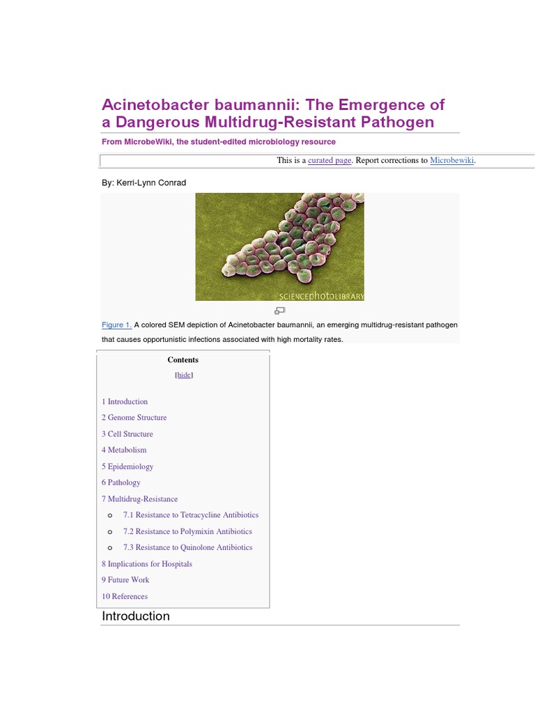 Acinetobacter Baumannii: The Emergence of A Dangerous Multidrug-Resistant Pathogen | PDF ...