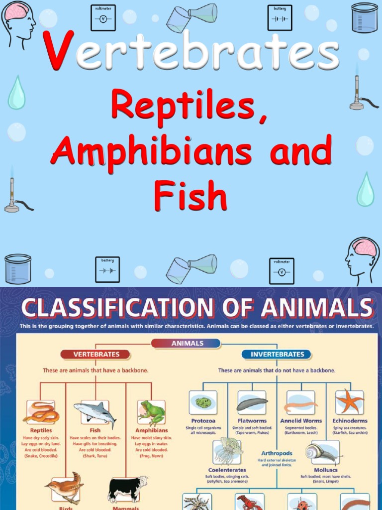 Reptiles, Amphibians & Fish Y3 | PDF | Vertebrates | Chordates