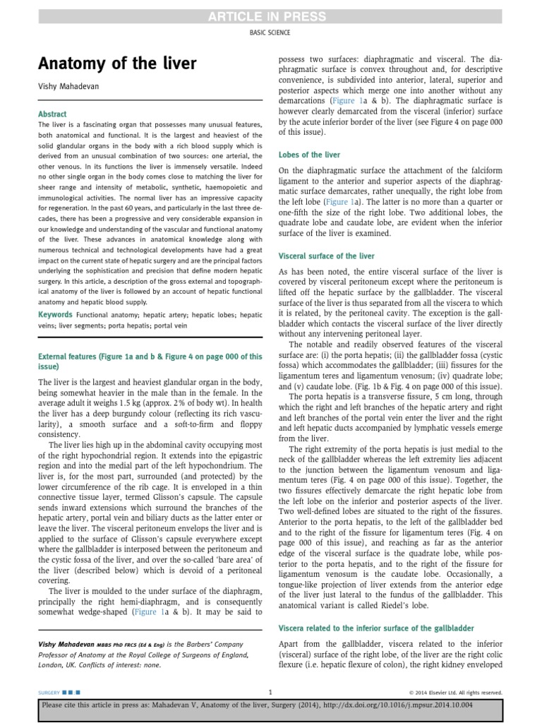 Anatomy of The Liver | PDF | Liver | Vein