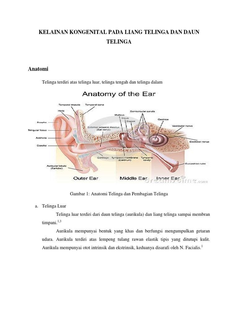Kelainan Kongenital Pada Liang Telinga Dan Daun Telinga | PDF