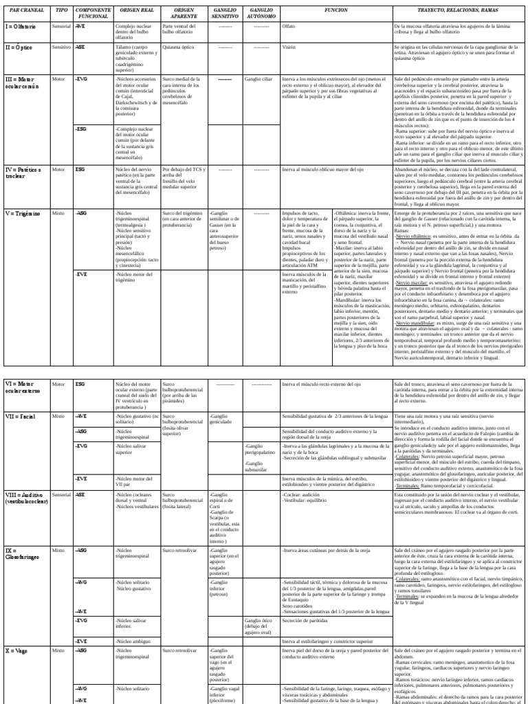 Pares Craneales | Descargar gratis PDF | Cara | Rasgos faciales