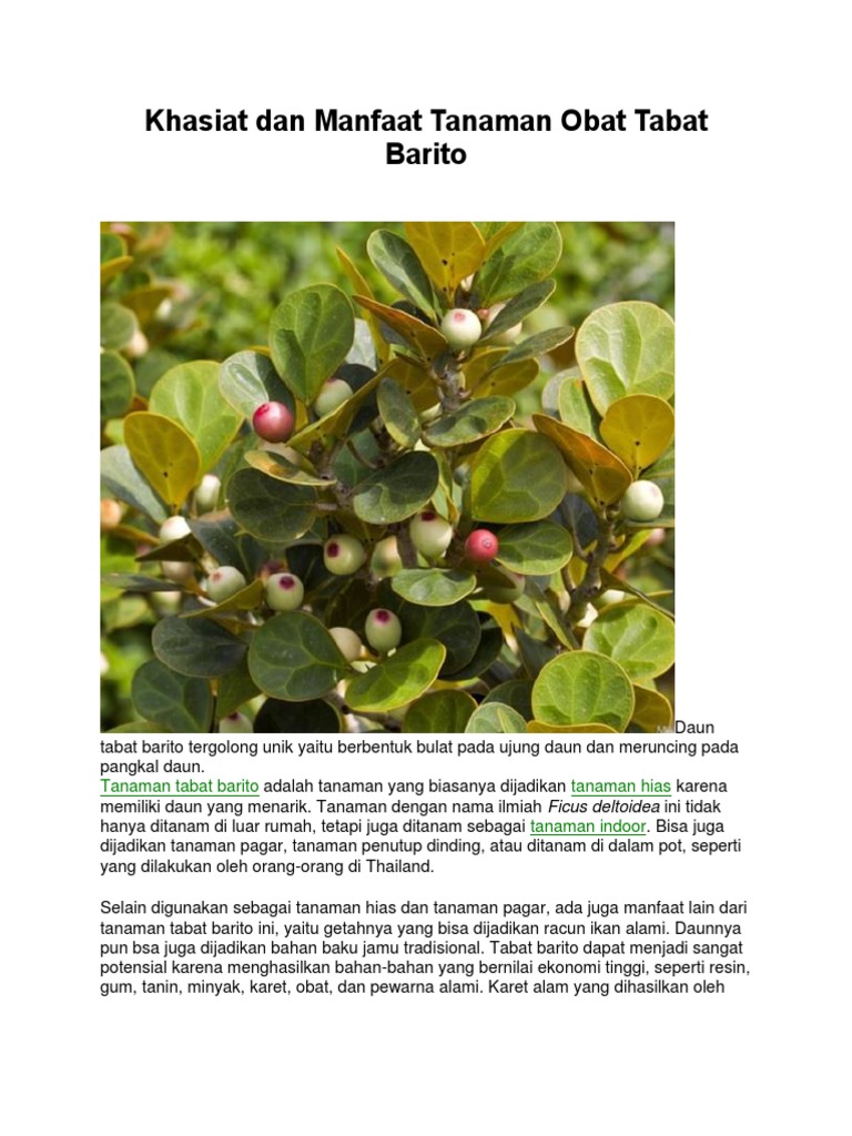Khasiat Dan Manfaat Tanaman Obat Tabat Barito | PDF