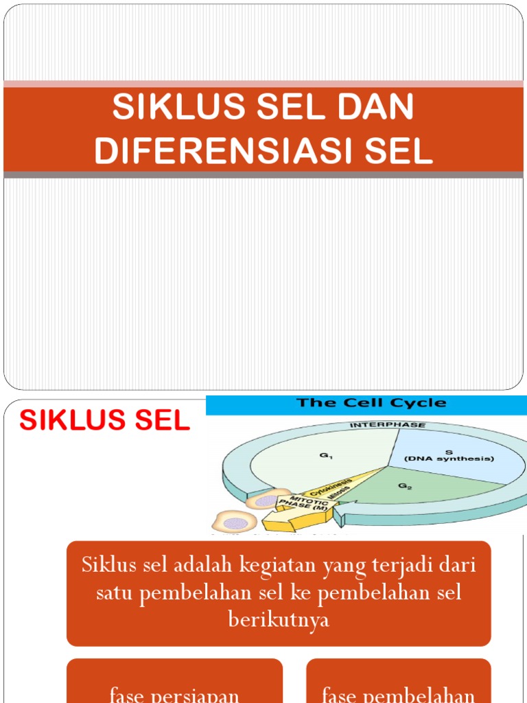 Siklus dan Diferensiasi Sel | PDF