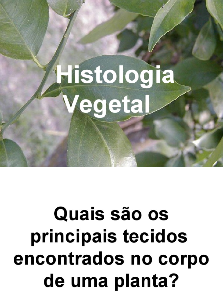 Biologia PPT - Histologia Vegetal | PDF | Eucariotas | Horticultura e ...