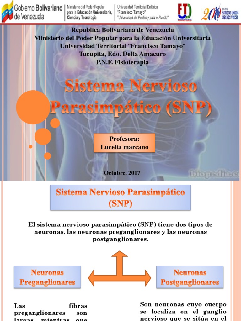SNS y SNP | PDF | Sistema nervioso | Neuroanatomía