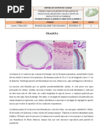 PIOTÓRAX | PDF | Medicina | Inmunología