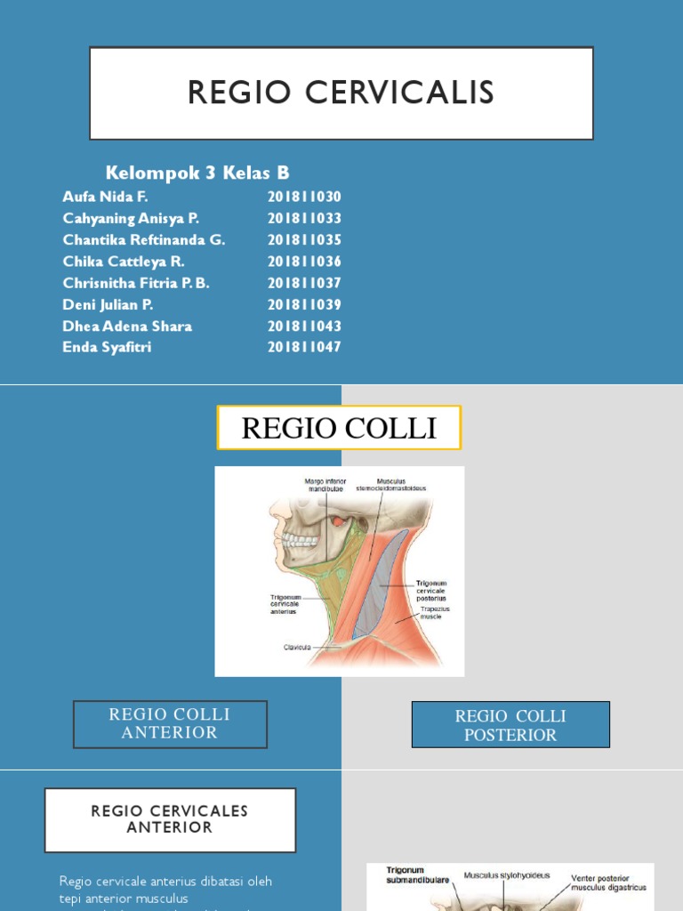 Regio Cervicalis | PDF