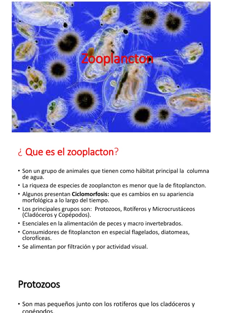 9. Zooplancton.pdf | Protozoos | Organismos