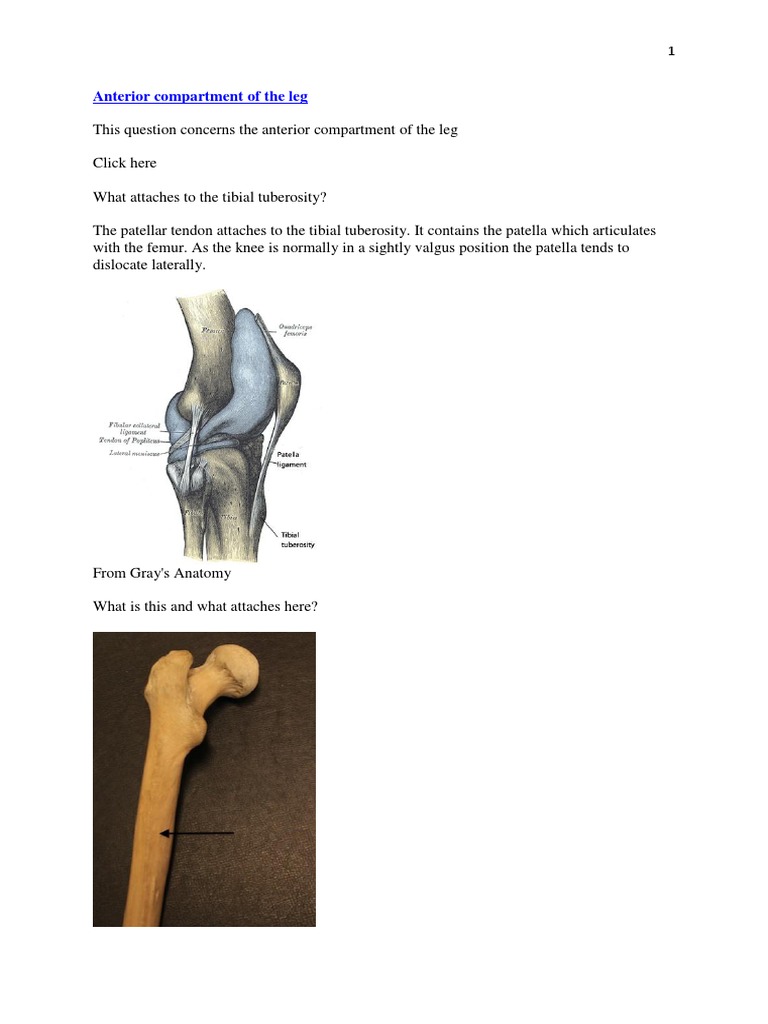 Any PDF | PDF | Human Leg | Foot