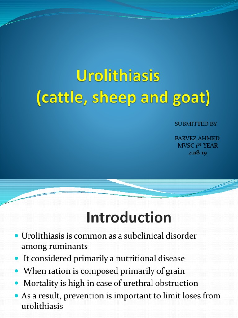 Urolithiasis in Cattle, Sheep and Goat | PDF | Medical Specialties ...