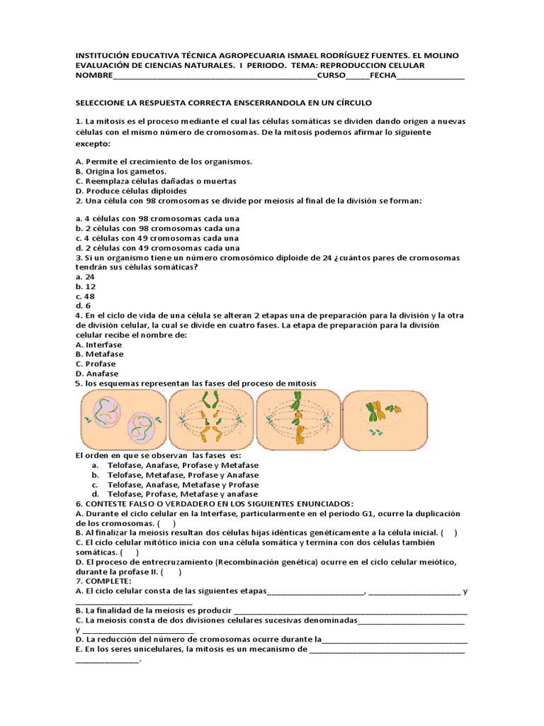Respuestas De La Hoja De Trabajo Sobre Las Fases De La Mitosis