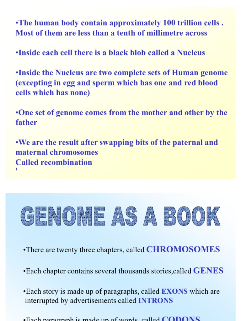 Human Genome | PDF | Genetic Code | Gene