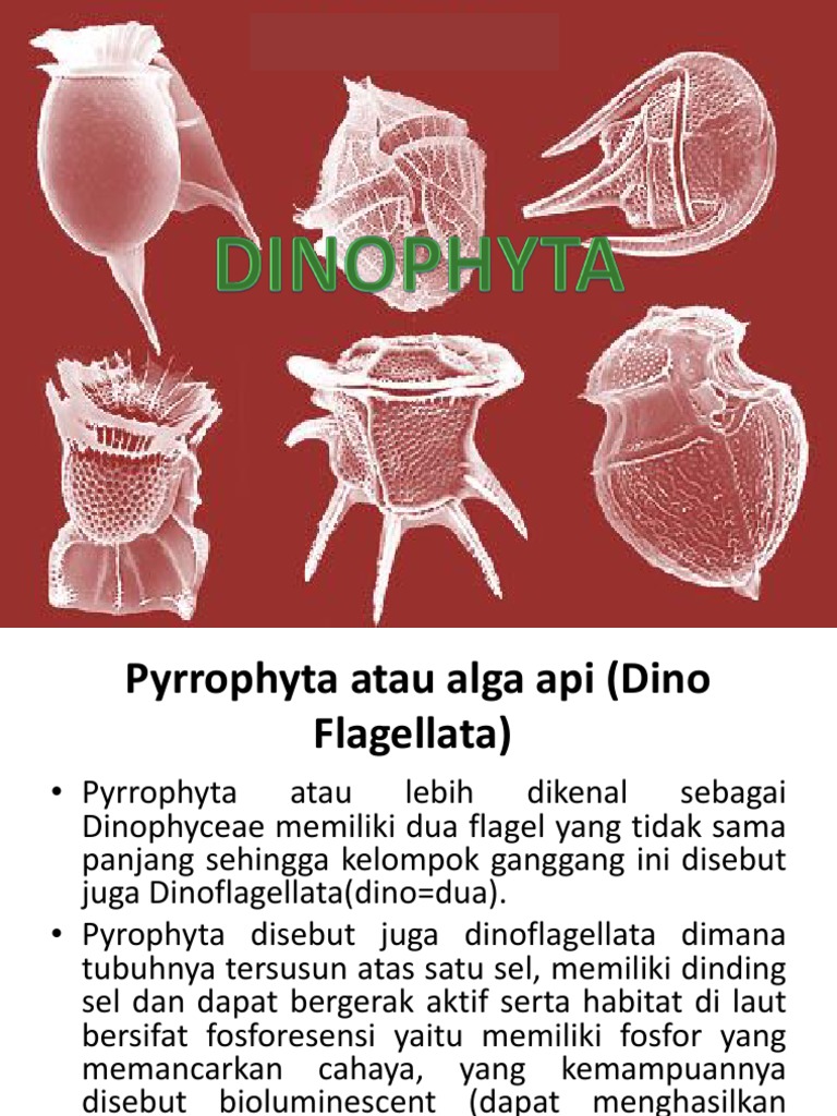 Dinophyta | PDF