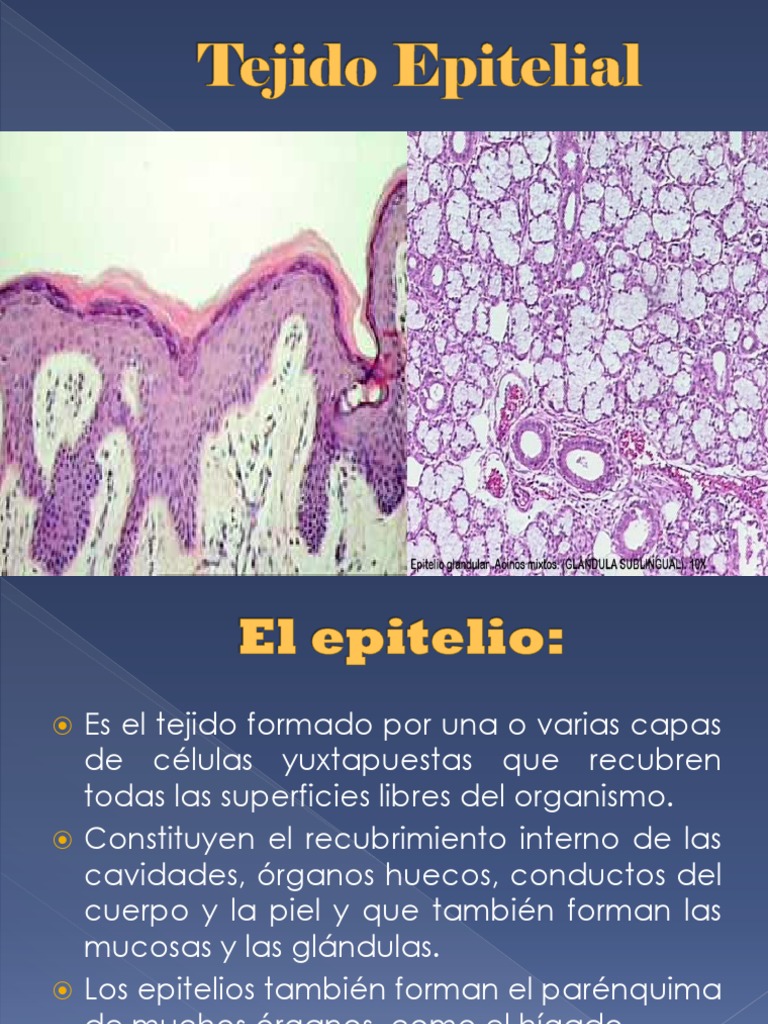 Tejido Epitelial | Epitelio | Zoología