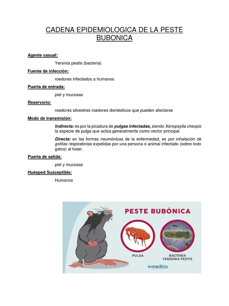 Cadena Epidemiológica de la Peste Bubónica | PDF | Peste (enfermedad ...