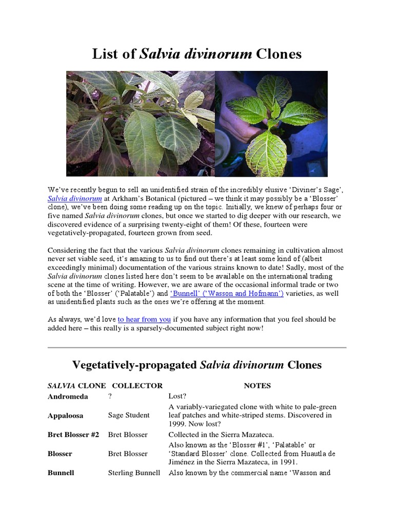 Arkham's Botanical - List of Salvia Divinorum Strains | PDF | Botany ...