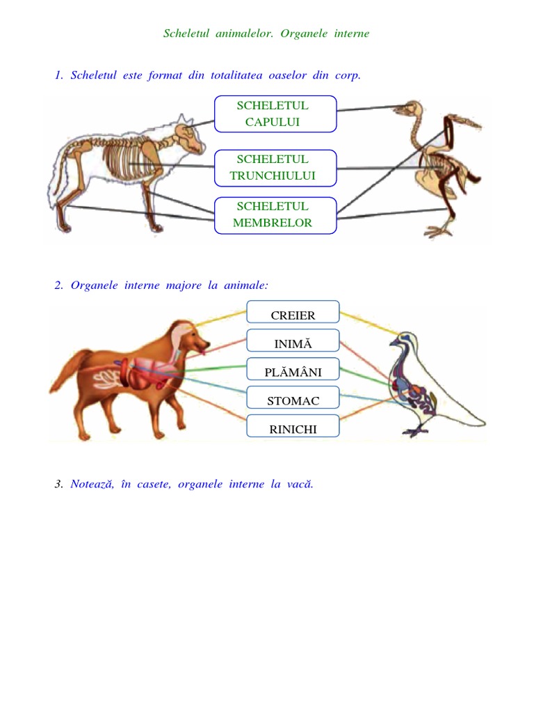 Animale Schelet, Organe Majore | PDF