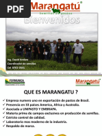 Ficha Técnica Del Pasto Marandú (Brachiaria Brizantha Cv. Marandú ...