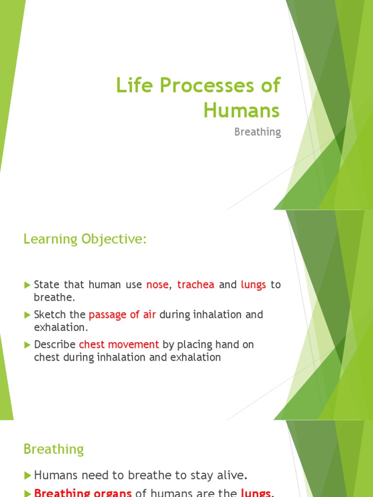 Life Processes of Humans-Breathing | PDF | Wellness | Science & Mathematics