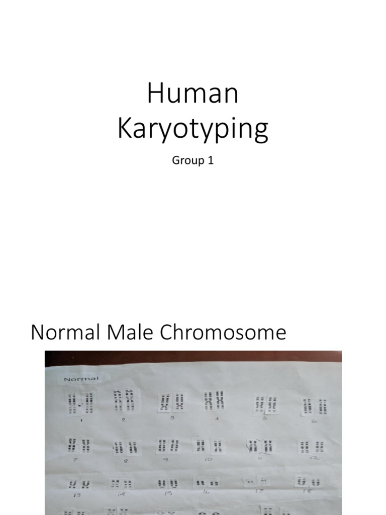 Human Karyotyping: Group 1 | PDF