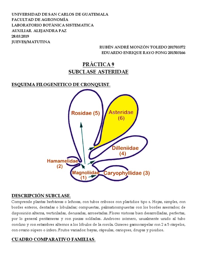 Usos y propiedades de Asteridae | PDF | Horticultura y jardinería | Alimentos