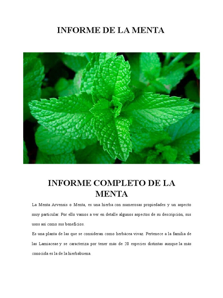 Informe de La Menta | PDF | Mentha | Enfermedades de las plantas