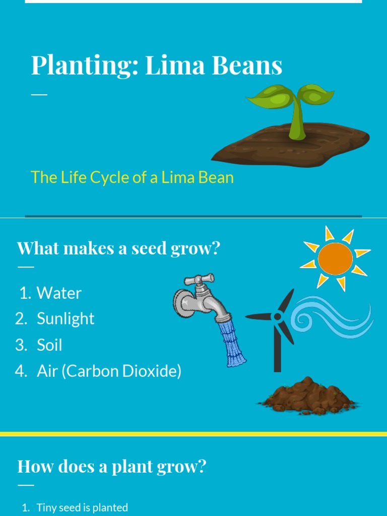 Planting Lima Beans | PDF | Root | Plants