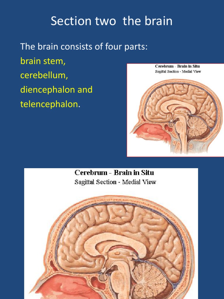 Brain Stem | PDF | Brainstem | Neuroscience