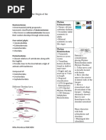 Urochordata Classification Overview | PDF | Chordates