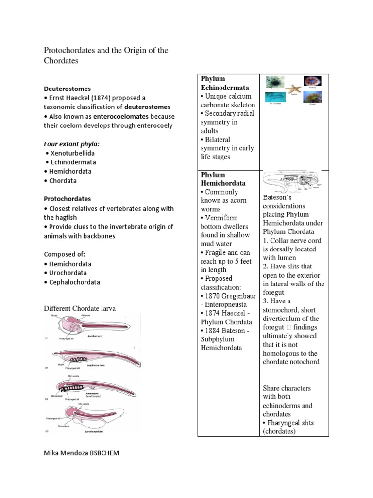 Protochordates and The Origin of The Chordates: Deuterostomes Phylum ...