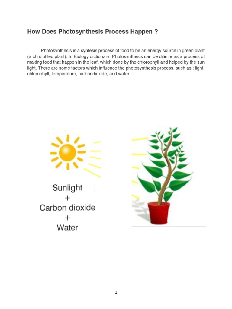 Photosynthesis for Young Learners | PDF