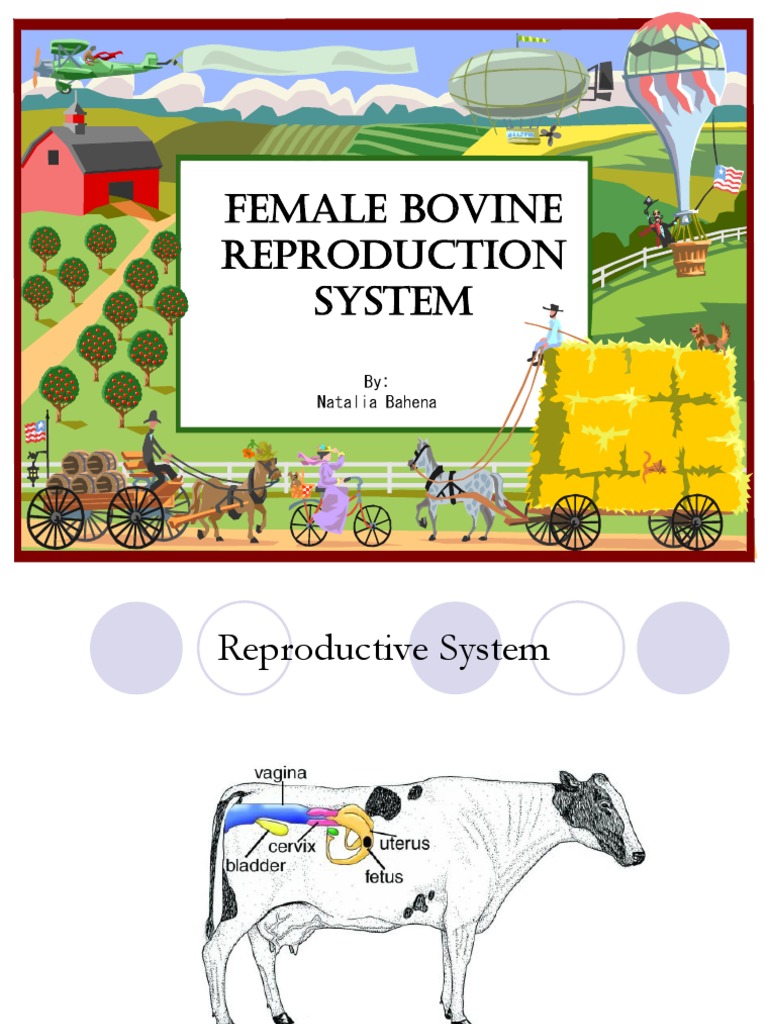 Female Bovine Reproduction System: By: Natalia Bahena | PDF ...