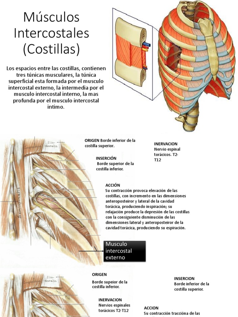 Músculos intercostales | Tórax | Tejido suave