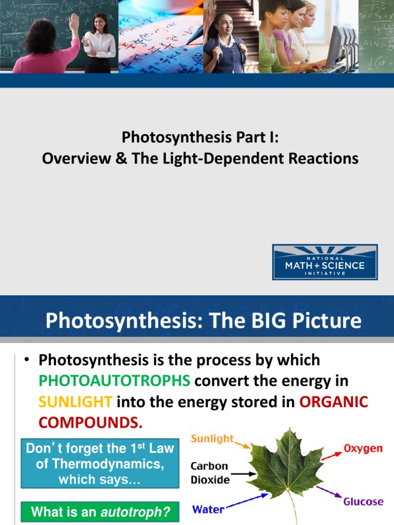 Overview of Light-Dependent Reactions | PDF | Photosynthesis | Leaf