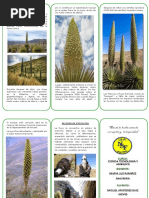 Ichu | PDF | Plantas | Horticultura y jardinería