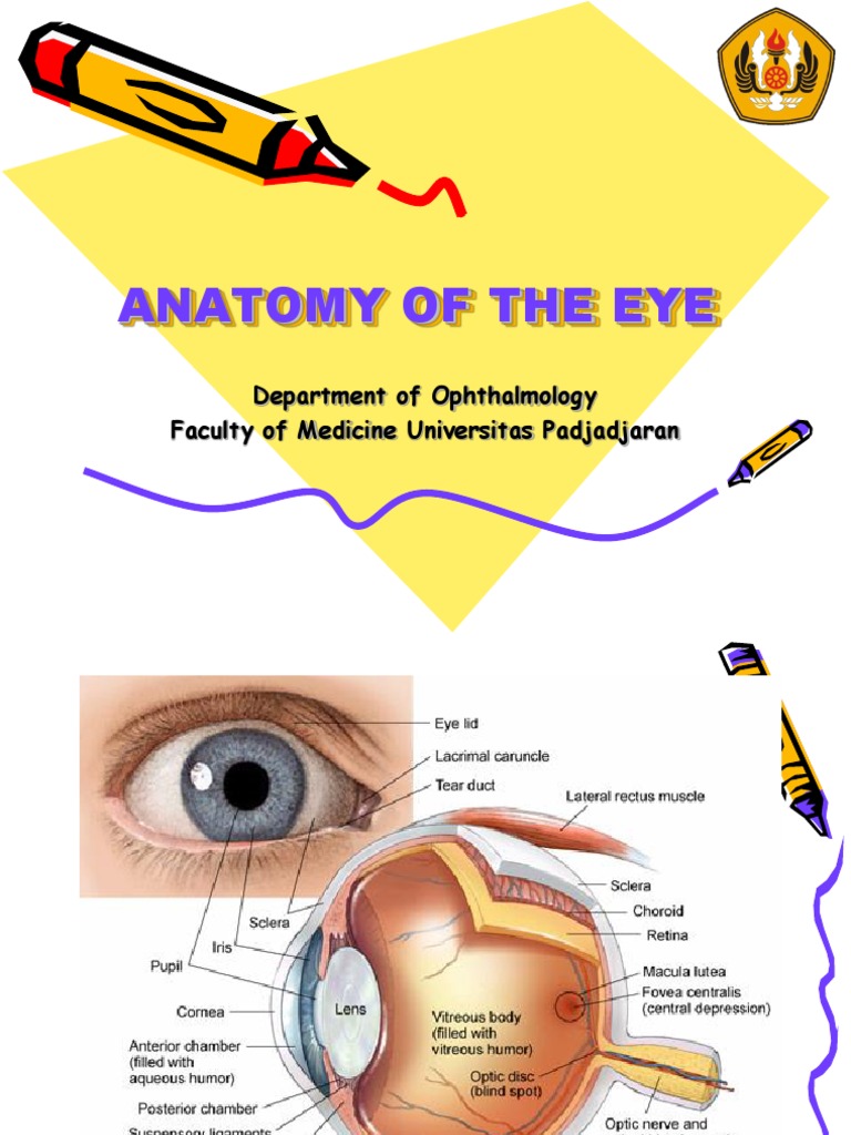 ANATOMY of The Eye FKG | PDF | Cornea | Human Eye