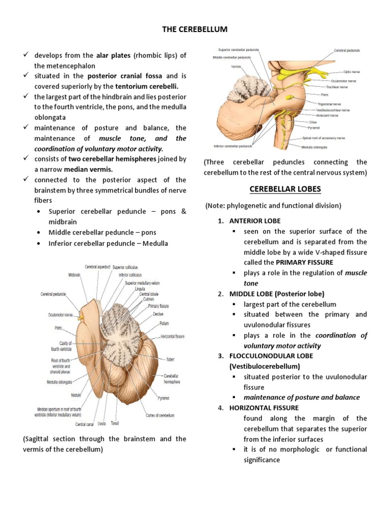 The Cerebellum: Coordination of Voluntary Motor Activity | PDF ...