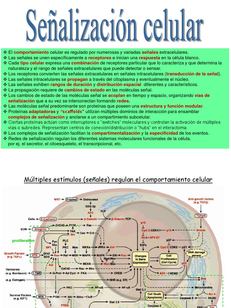 señalizacion celular.pdf | Transducción de señales | Quimiotaxis