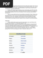 Apa Itu Kucing | PDF