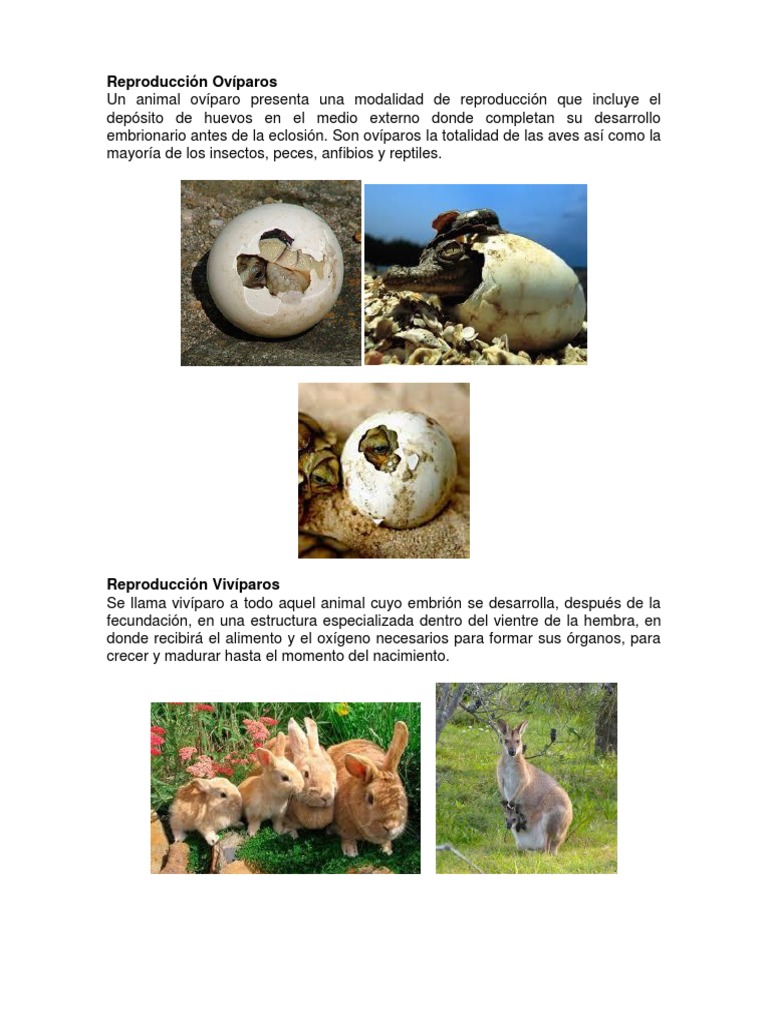 Reproducción Ovíparos | PDF | Huevo | Interacciones biológicas