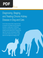 2 IRIS Staging of CKD 2023 | PDF | Blood Pressure | Creatinine