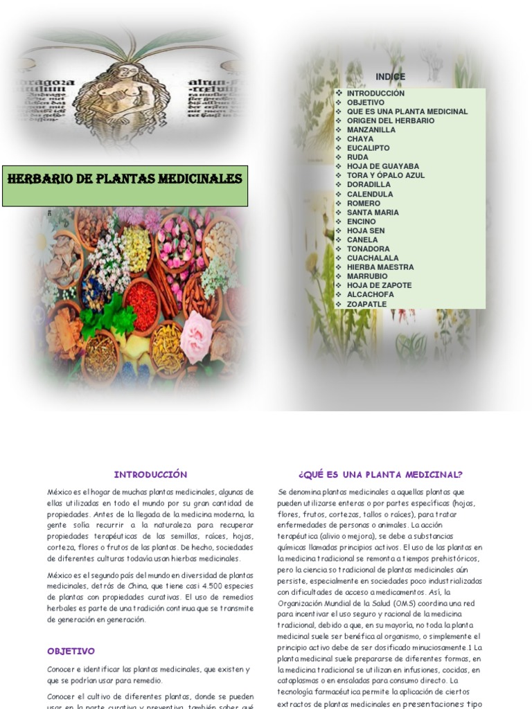 HERBARIO | PDF | Plantas medicinales | Romero