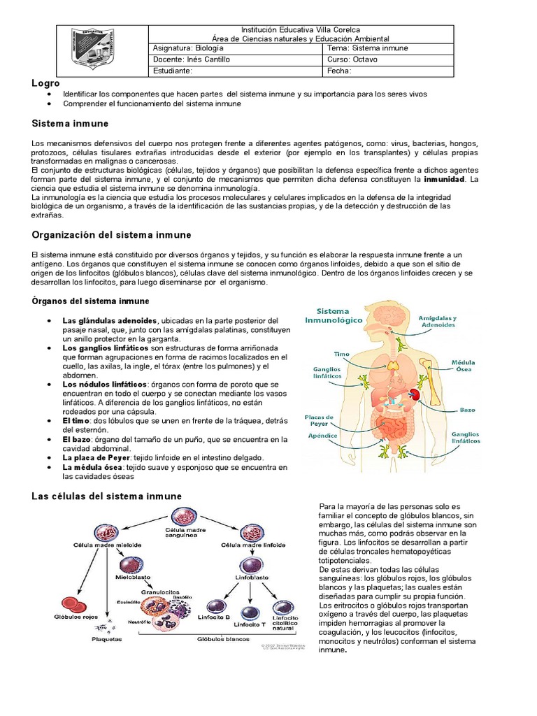 Guia Sistema Inmunologico | Descargar gratis PDF | Sistema inmune | Linfocitos