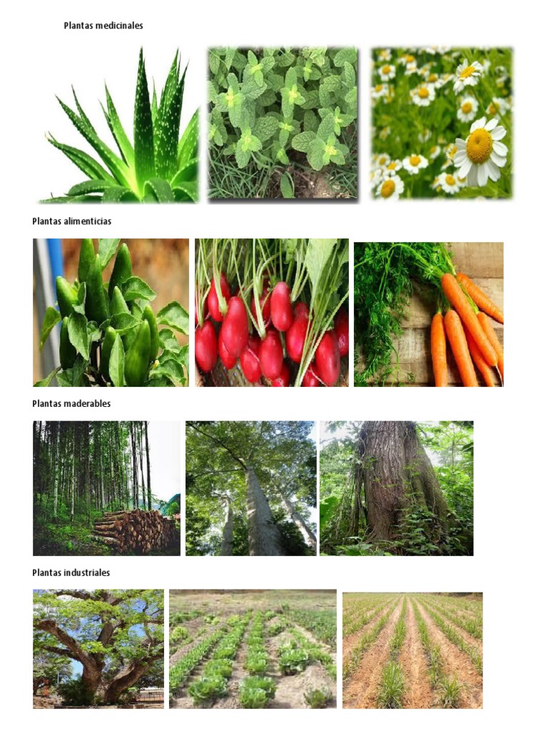 Plantas Medicinales | PDF | Organismos | Forma de vida vegetal