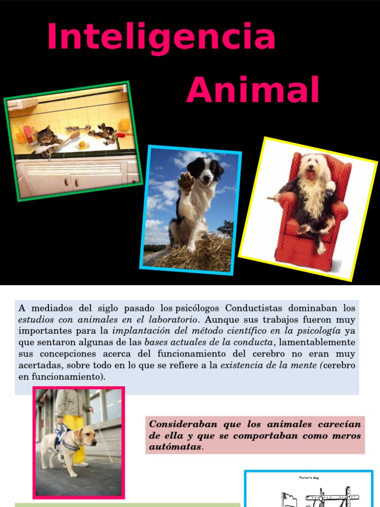 La evolución del estudio de la inteligencia animal | PDF | Inteligencia ...