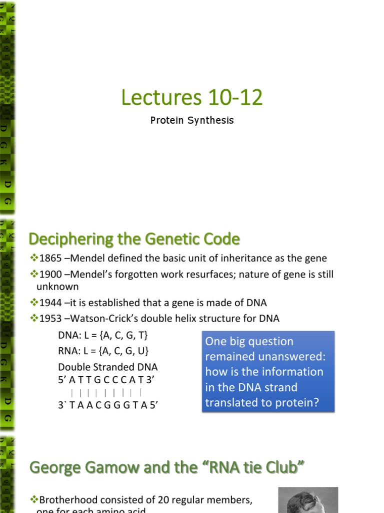 Lecture 10-12 Protein Synthesis PDF | PDF | Operon | Genetic Code