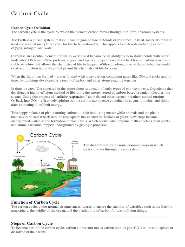 Understanding the Carbon Cycle | PDF | Carbon Dioxide | Carbon Cycle