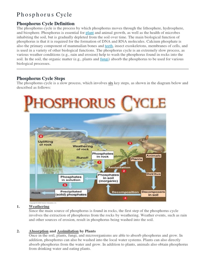 Phosphorus Cycle Info Sheet | PDF | Eutrophication | Phosphorus